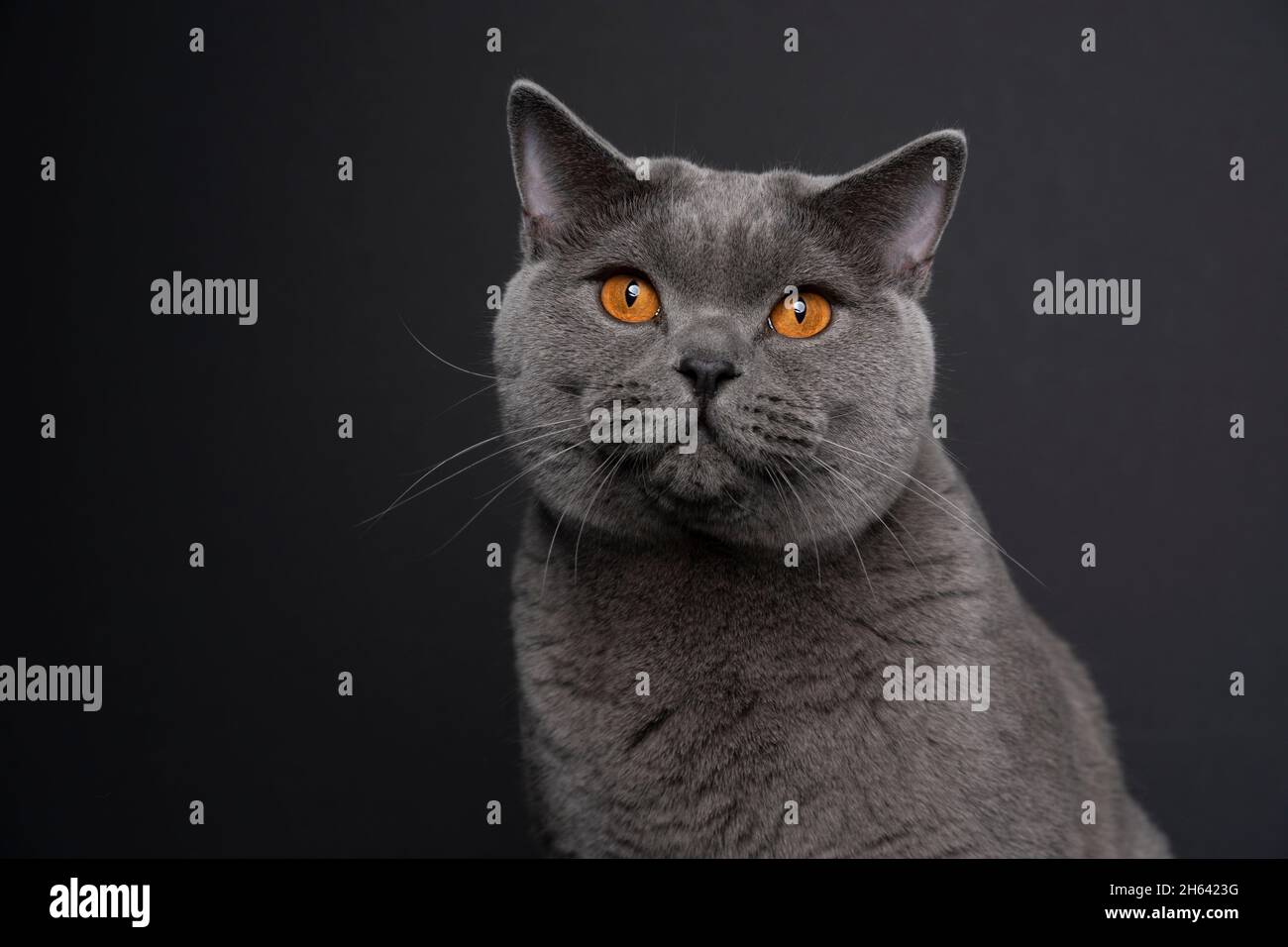 beautiful blue british shorthair cat with orange eyes portrait on dark ...