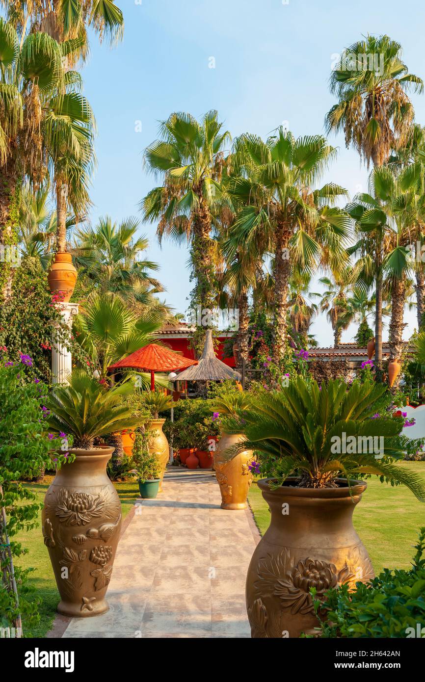 Palm trees and nature hi-res stock photography and images - Alamy