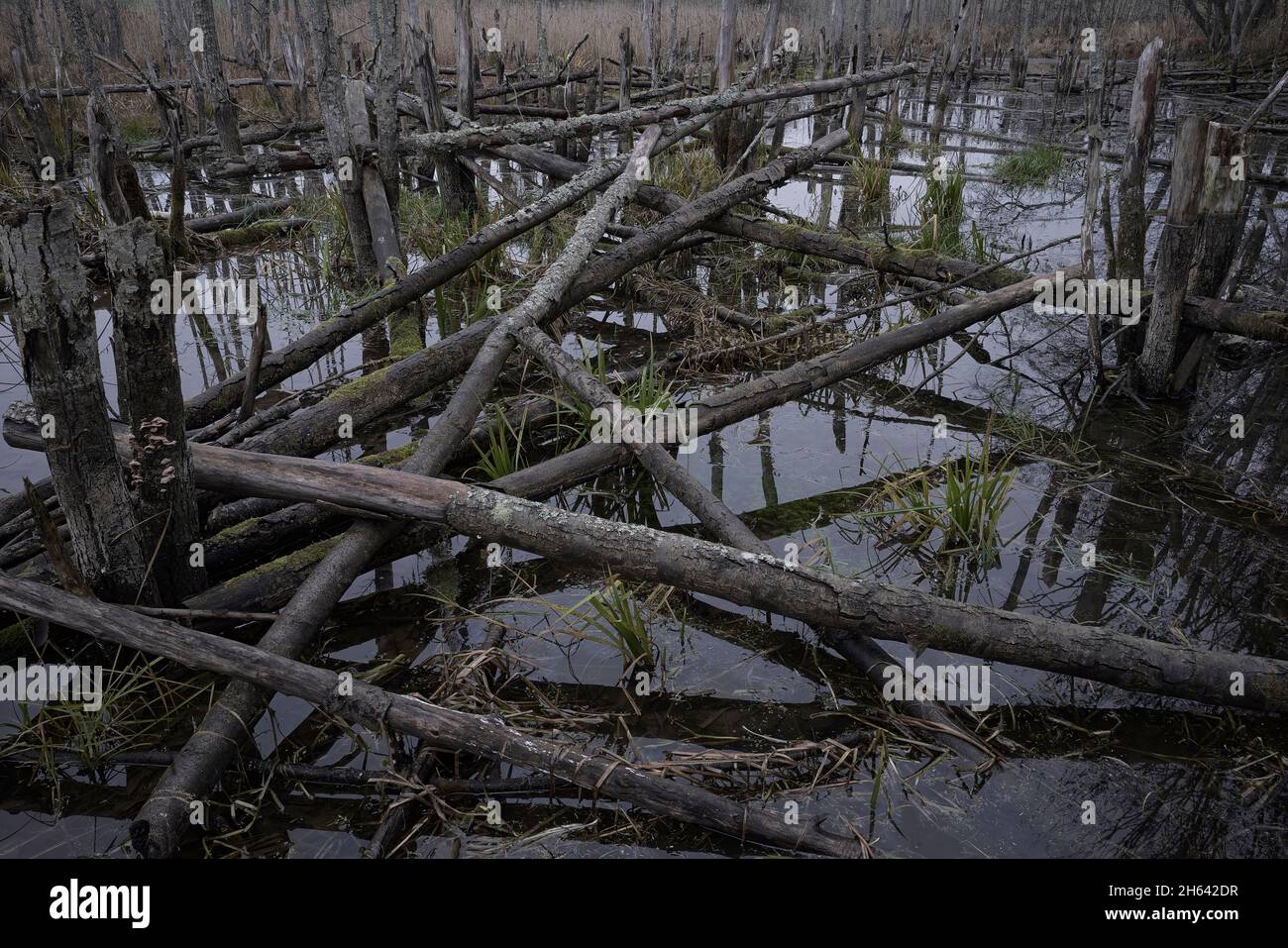 sweden,södermanland,lina nature preserve,swamp with dead trees Stock ...