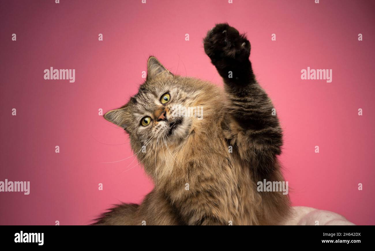 playful tabby norwegian forest cat raising paw on pink background with ...