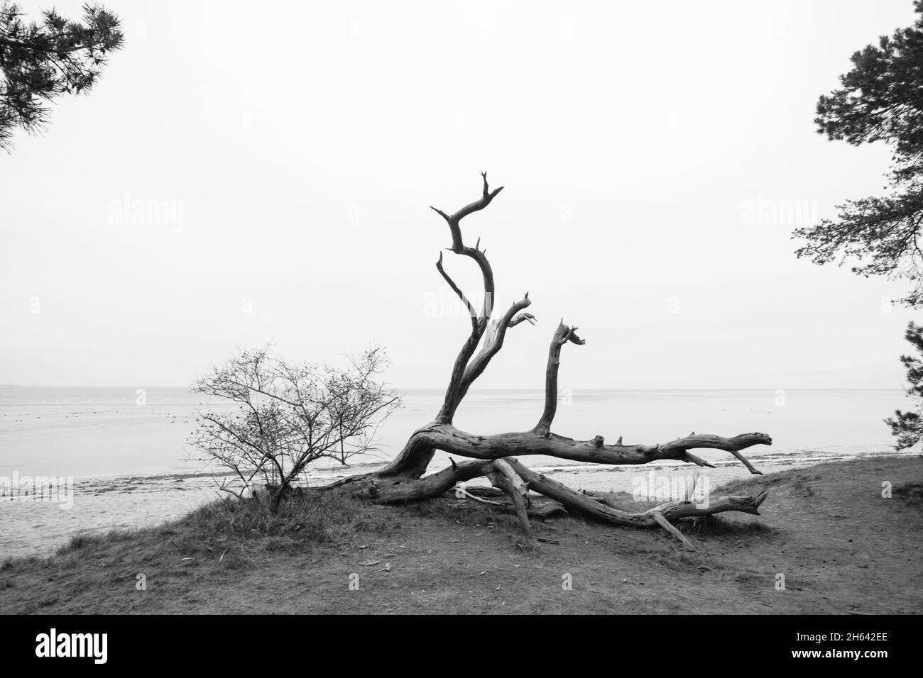 dead tree on the beach Stock Photo - Alamy