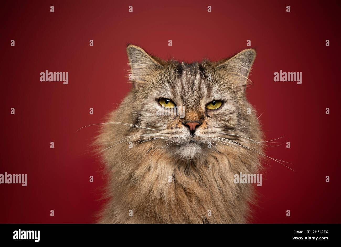 Fluffy tabby hi-res stock photography and images - Alamy