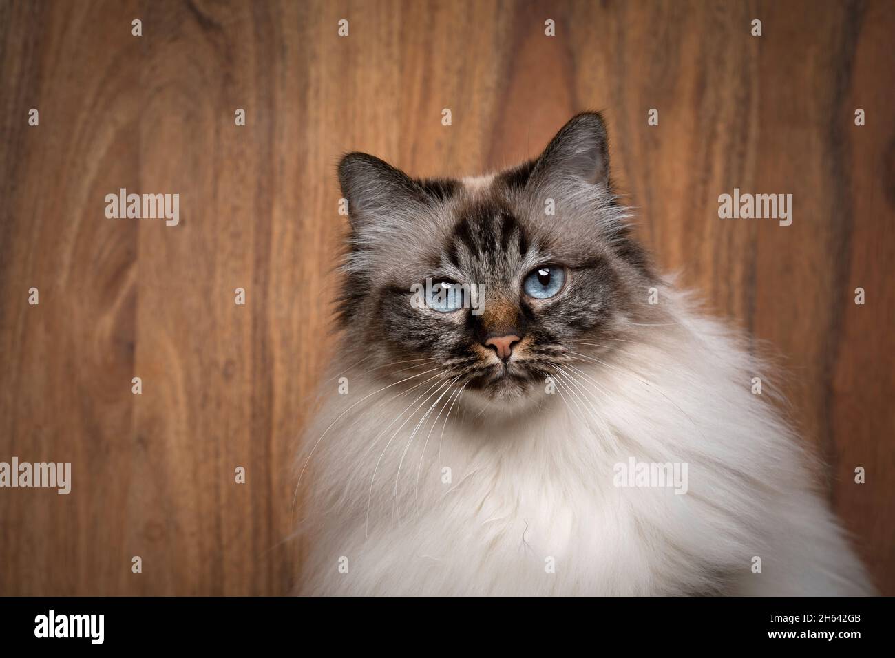 fluffy seal point tabby birman cat with blue eyes portrait on wooden ...