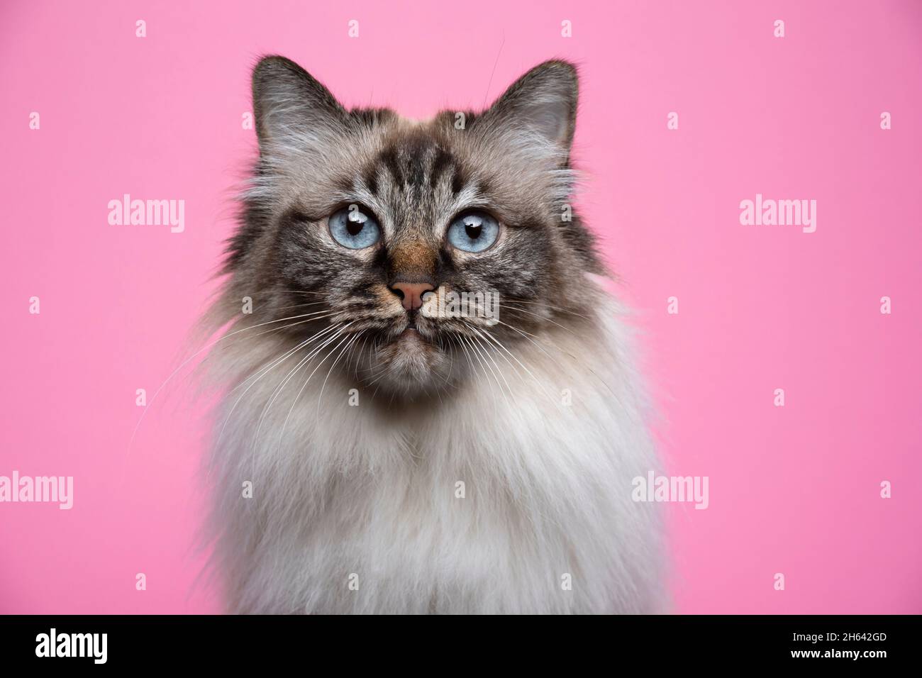 fluffy seal point tabby birman cat with blue eyes portrait on pink ...
