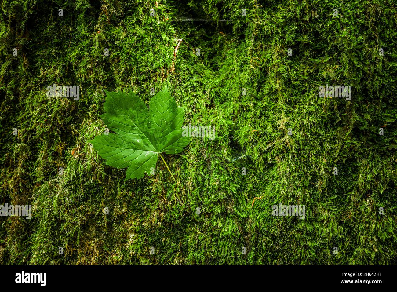 Green maple leaf hi-res stock photography and images - Alamy
