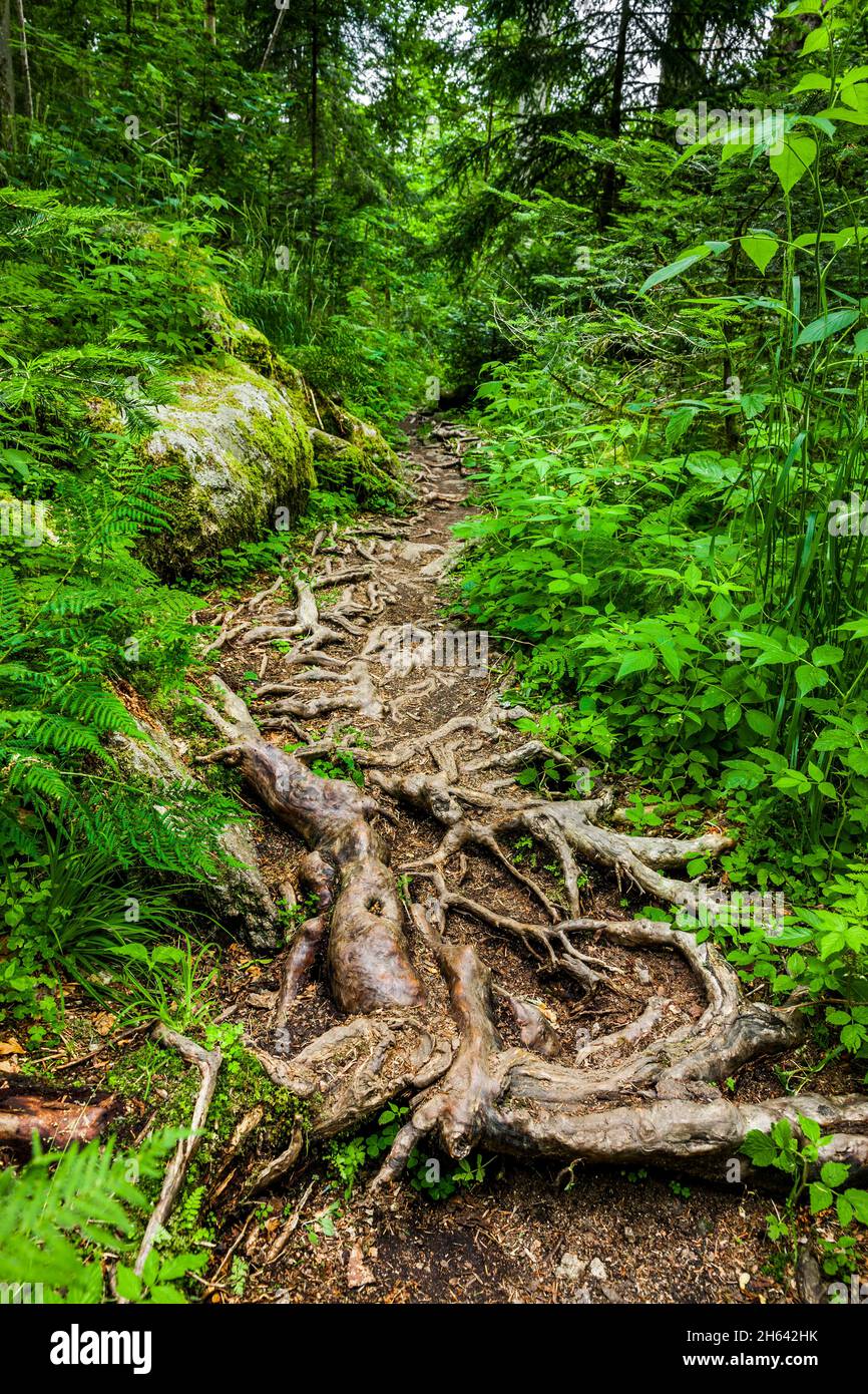 Tree roots in the rock hi-res stock photography and images - Alamy