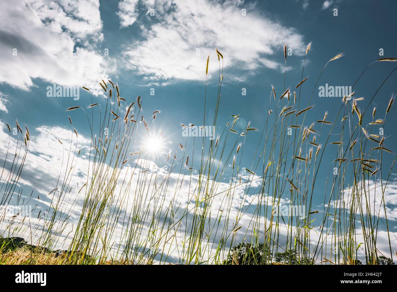 Backlit ears hi-res stock photography and images - Alamy