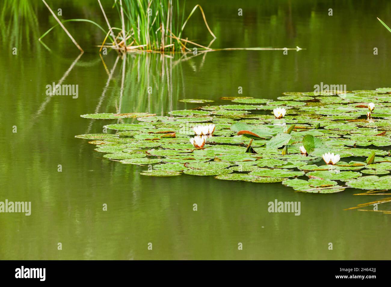 Aqua lily pond hi-res stock photography and images - Alamy