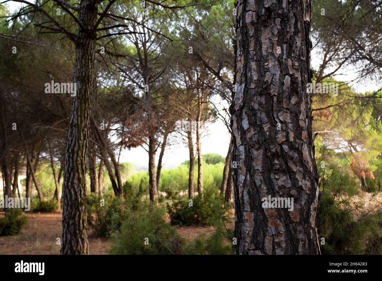 forest woods trees landscape with trunk in foreground and pines in ...