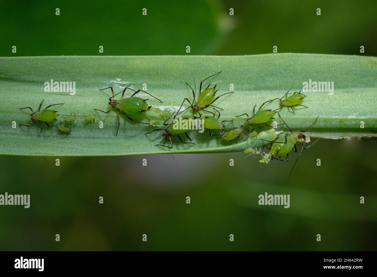 Small aphids hi-res stock photography and images - Alamy