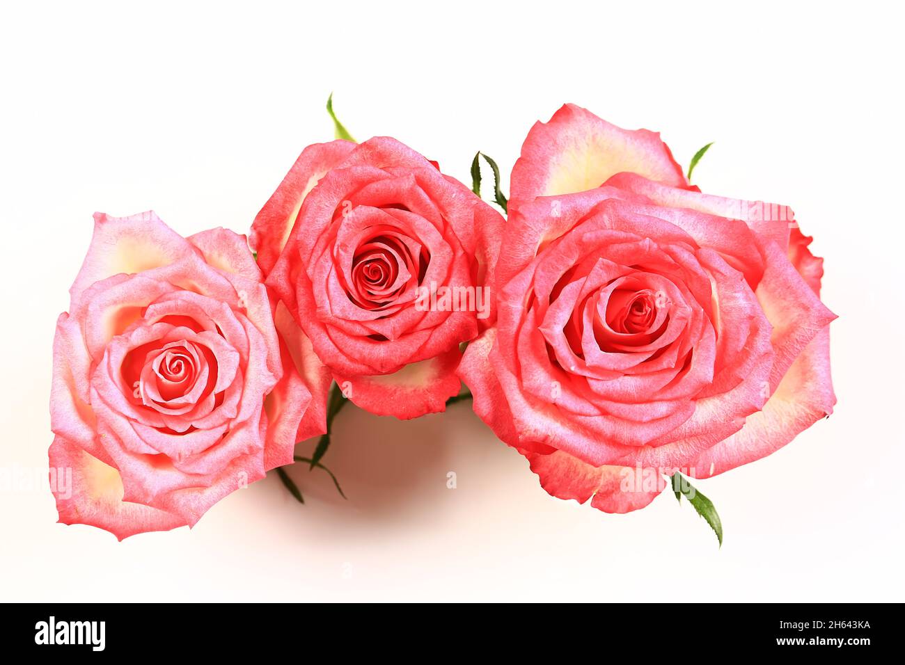 three pink roses on a light background Stock Photo - Alamy