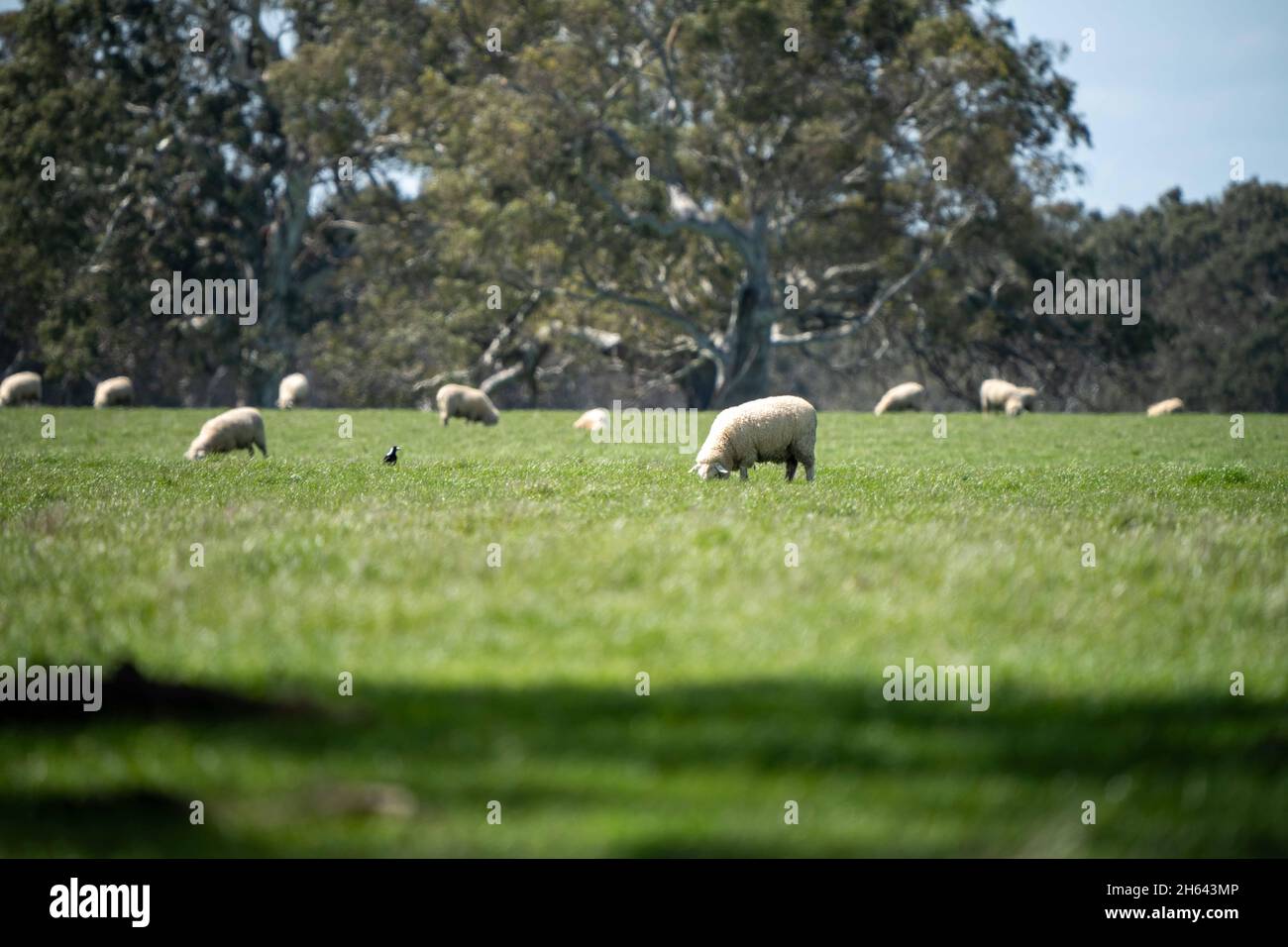 Merino sheep, grazing and eating grass in New zealand and Australia ...