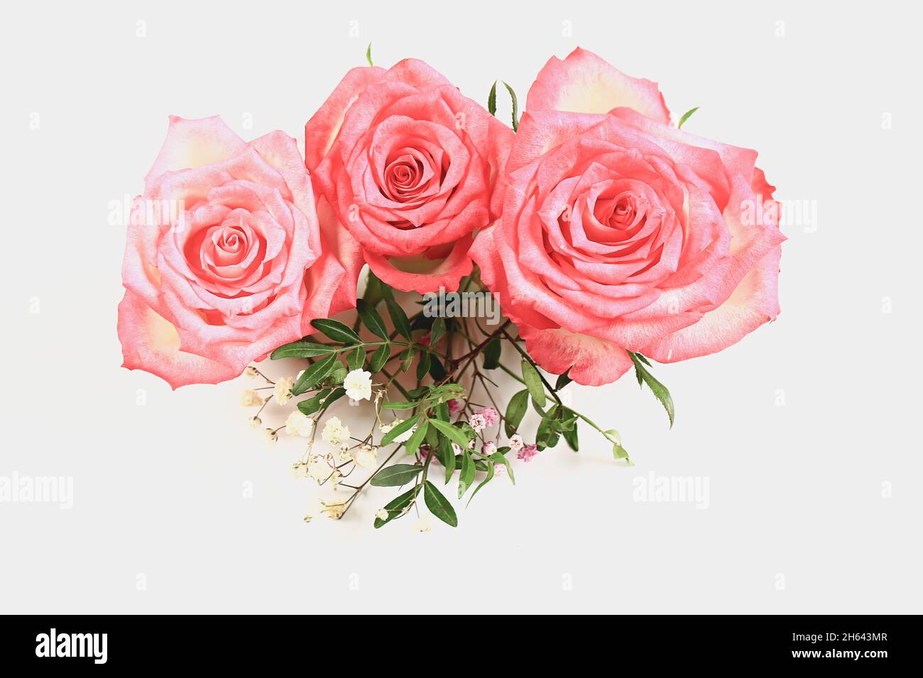 three pink roses on a light background Stock Photo - Alamy