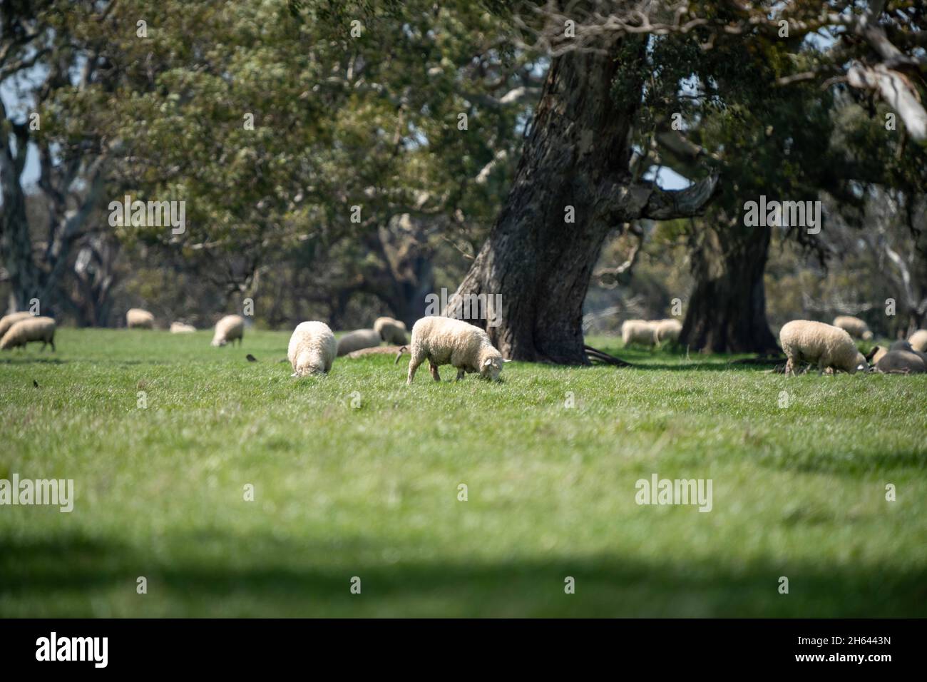 Merino sheep, grazing and eating grass in New zealand and Australia ...