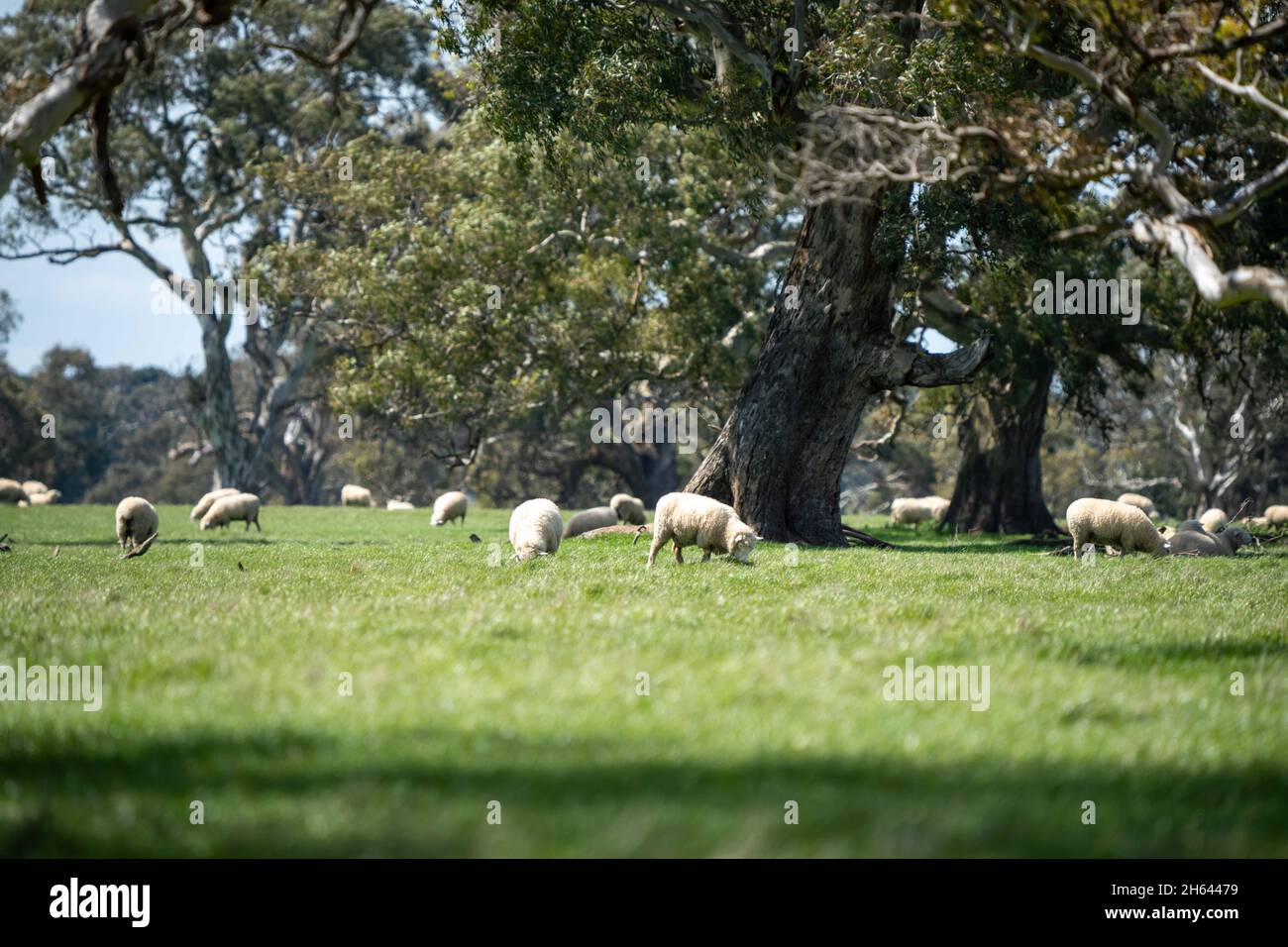 Merino sheep, grazing and eating grass in New zealand and Australia ...