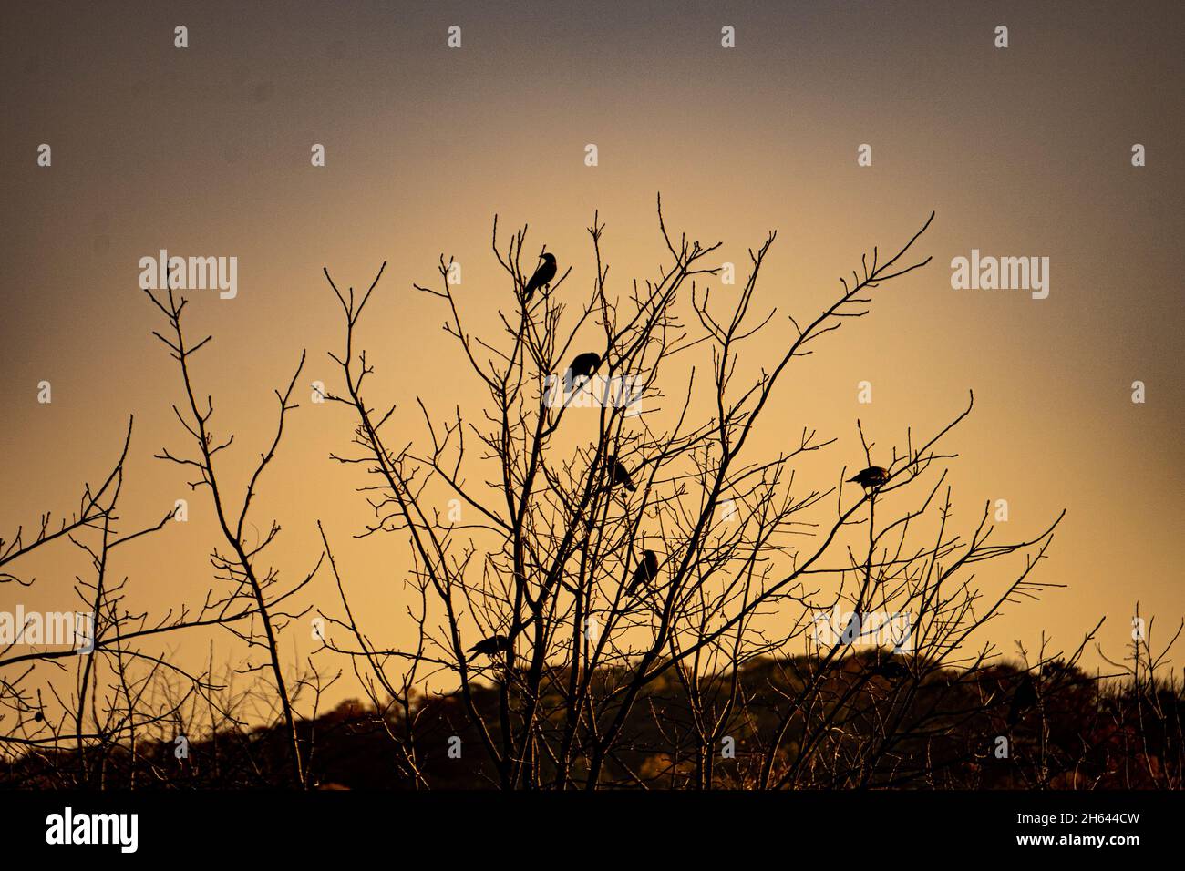 Crows in Tree Stock Photo - Alamy
