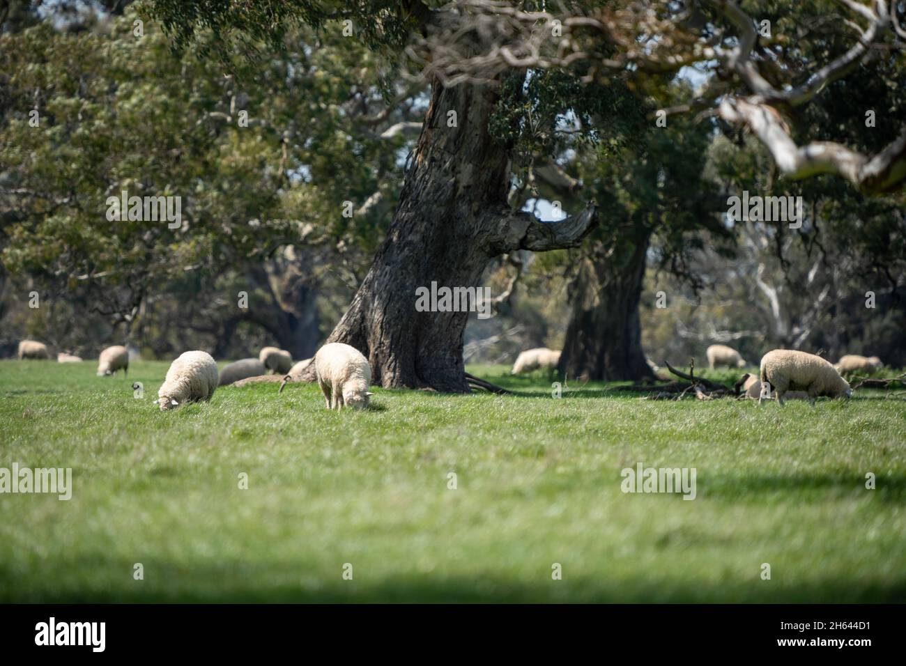 Sheep suffolk merino hi-res stock photography and images - Alamy