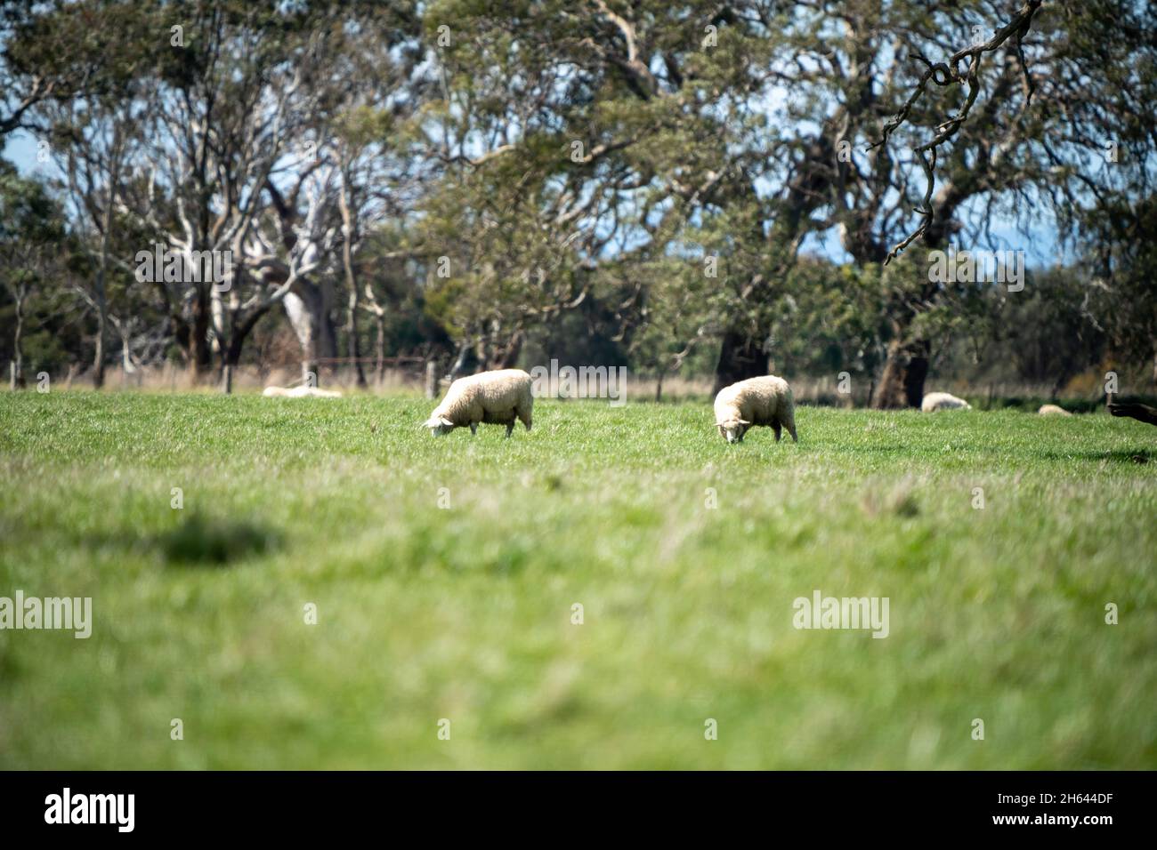 Merino sheep, grazing and eating grass in New zealand and Australia ...
