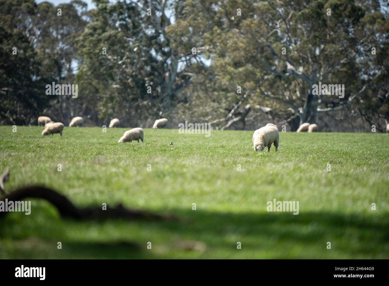 Merino sheep, grazing and eating grass in New zealand and Australia ...