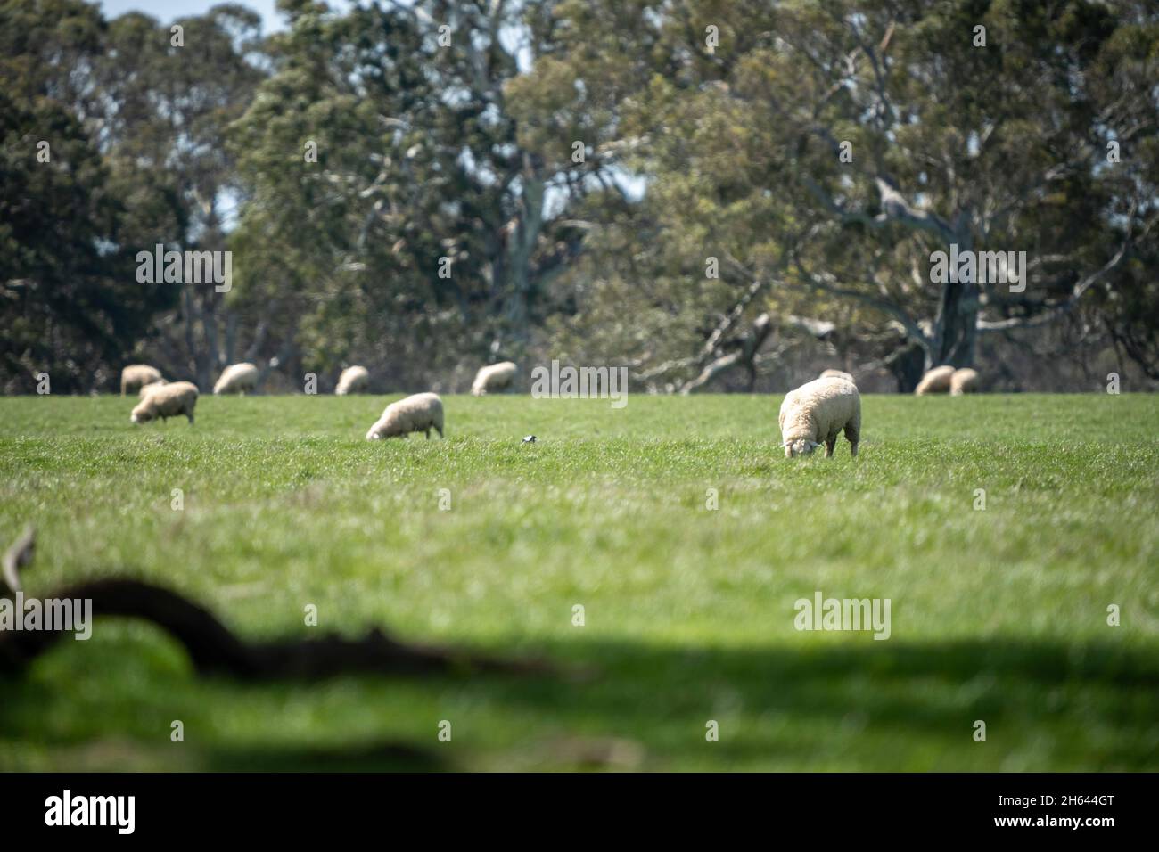 Merino sheep, grazing and eating grass in New zealand and Australia ...
