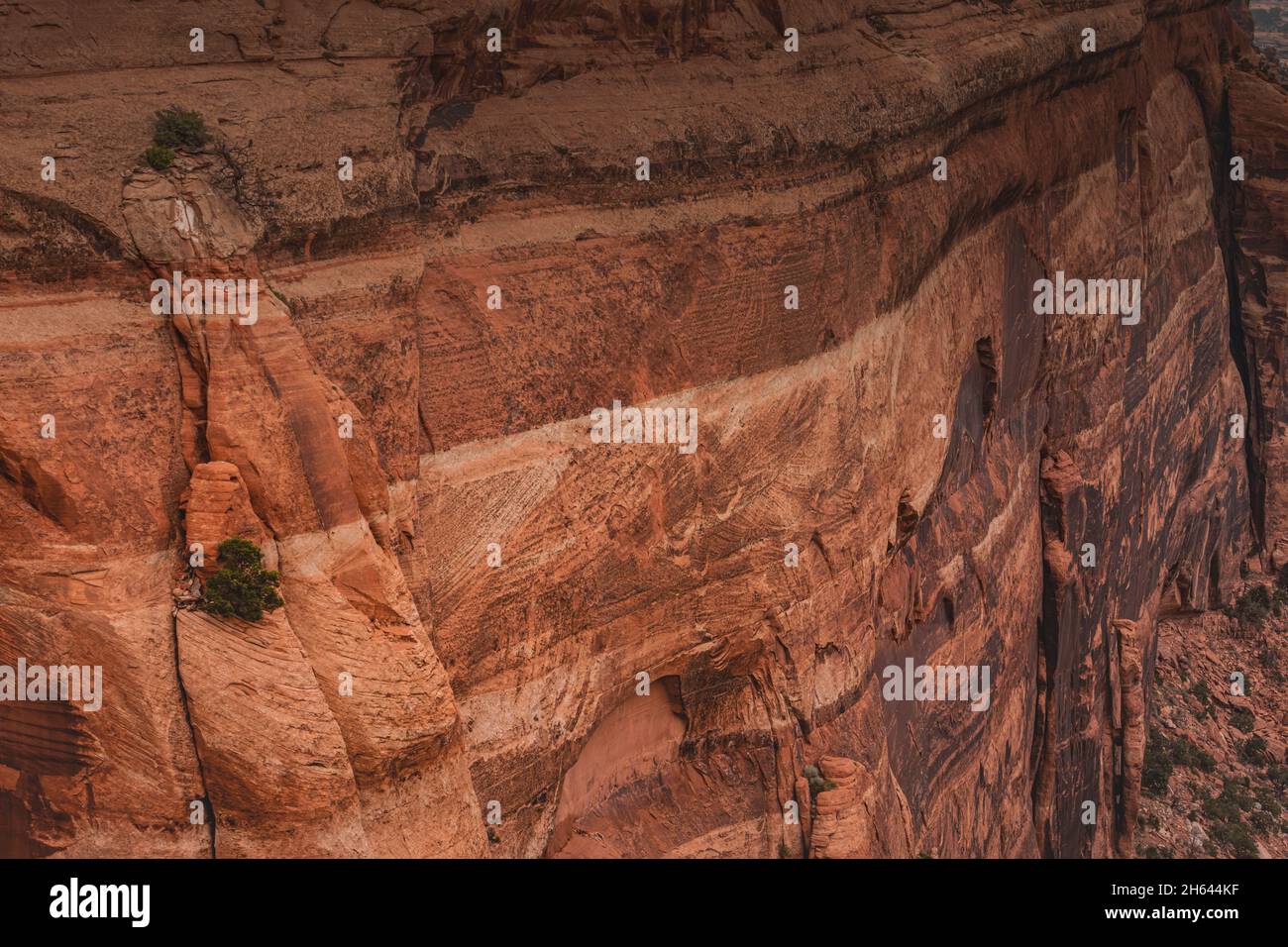 Tree Growing on the red rock wall at the Colorado Monument Stock Photo ...