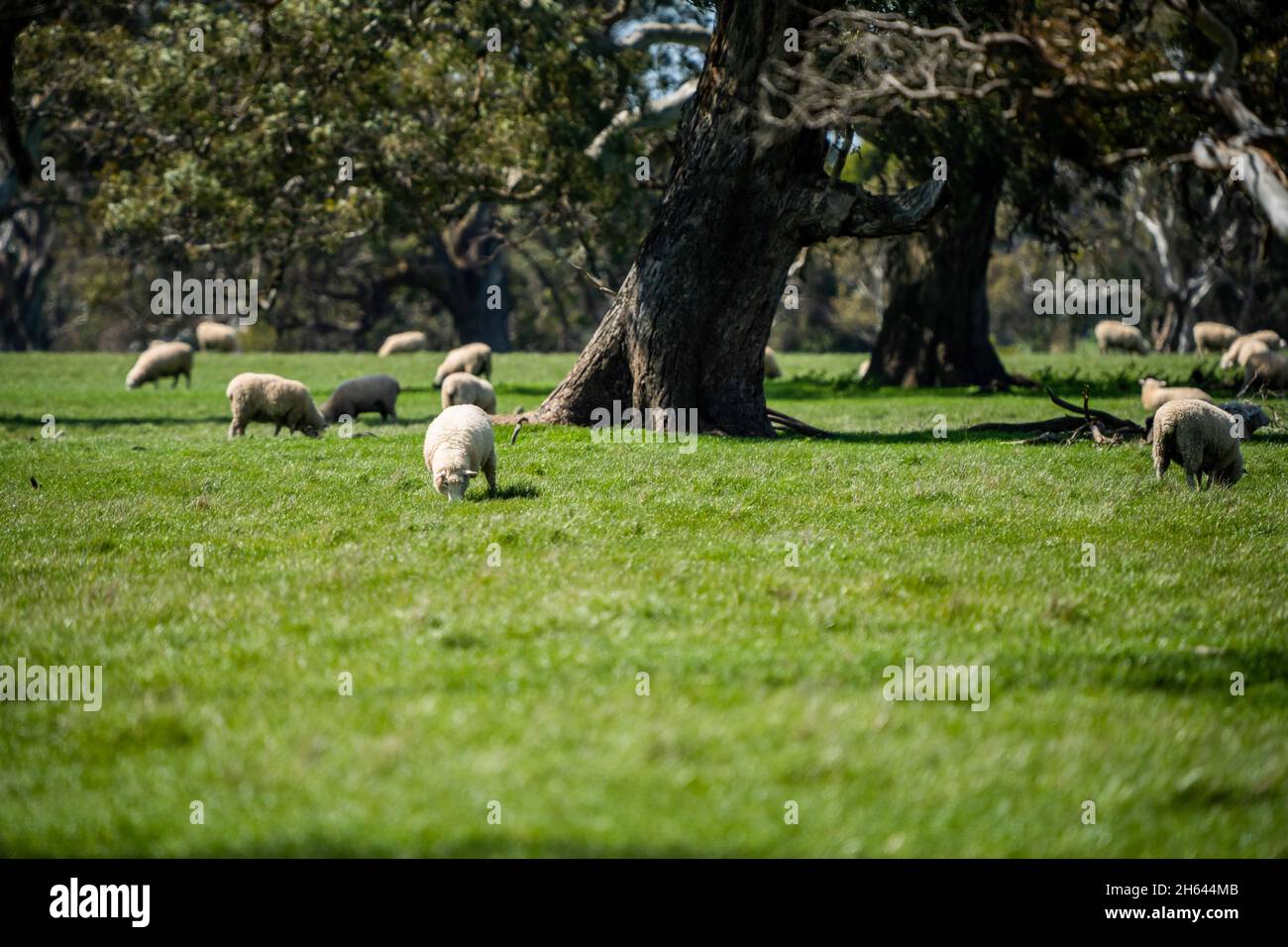 Sheep suffolk merino hi-res stock photography and images - Alamy