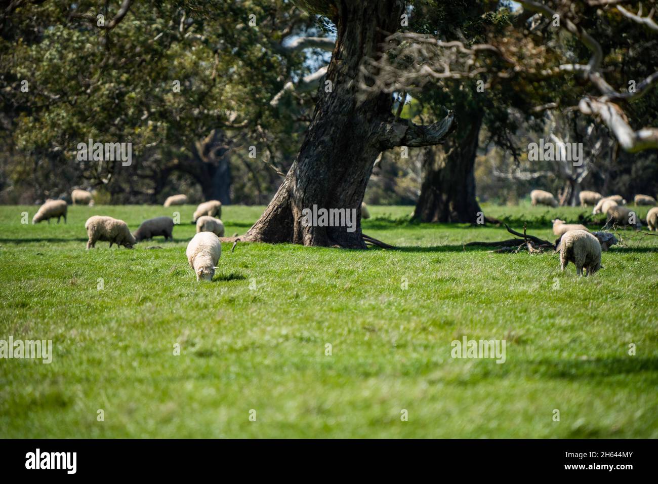 Merino sheep, grazing and eating grass in New zealand and Australia ...