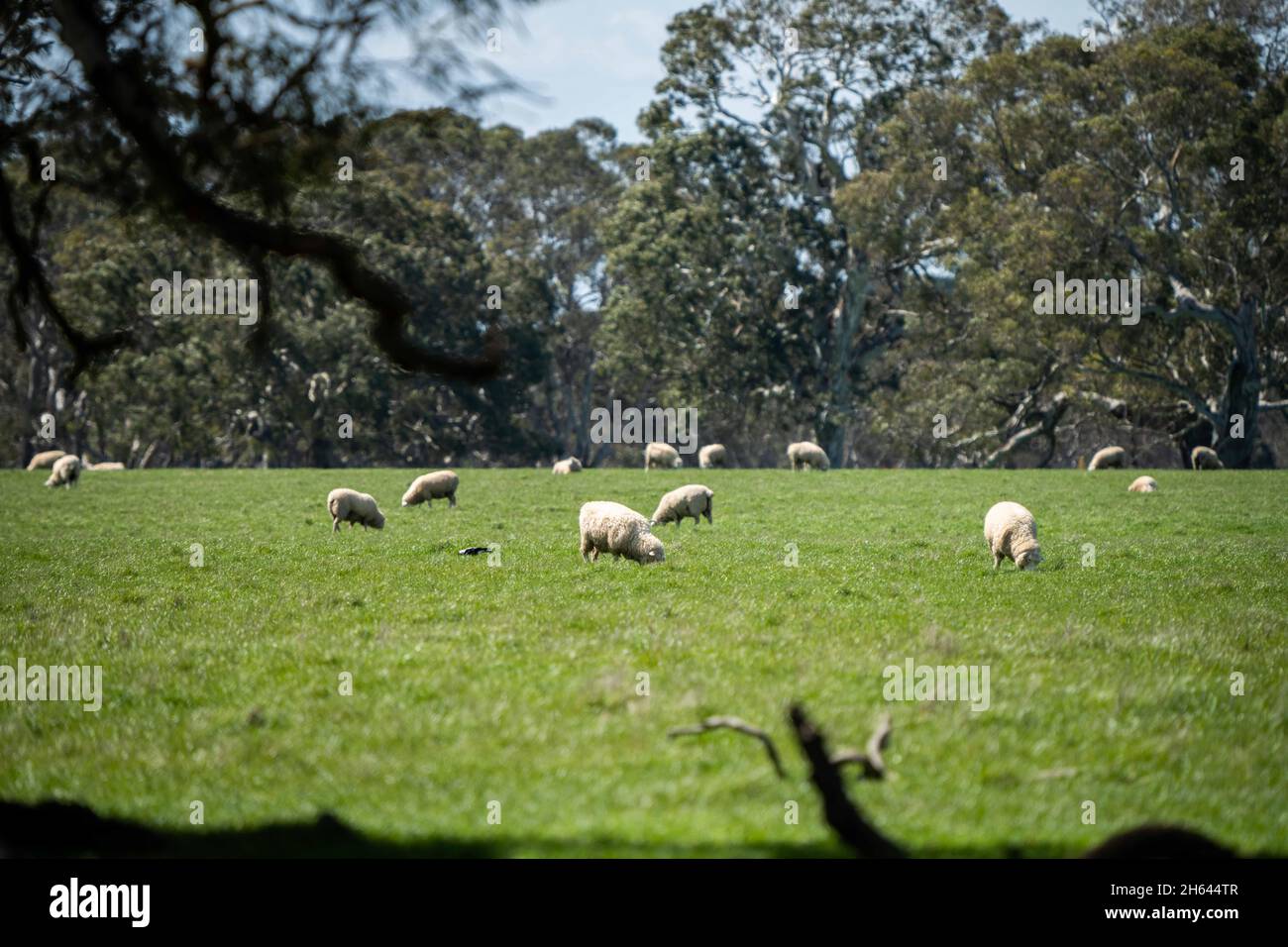 Merino sheep, grazing and eating grass in New zealand and Australia ...