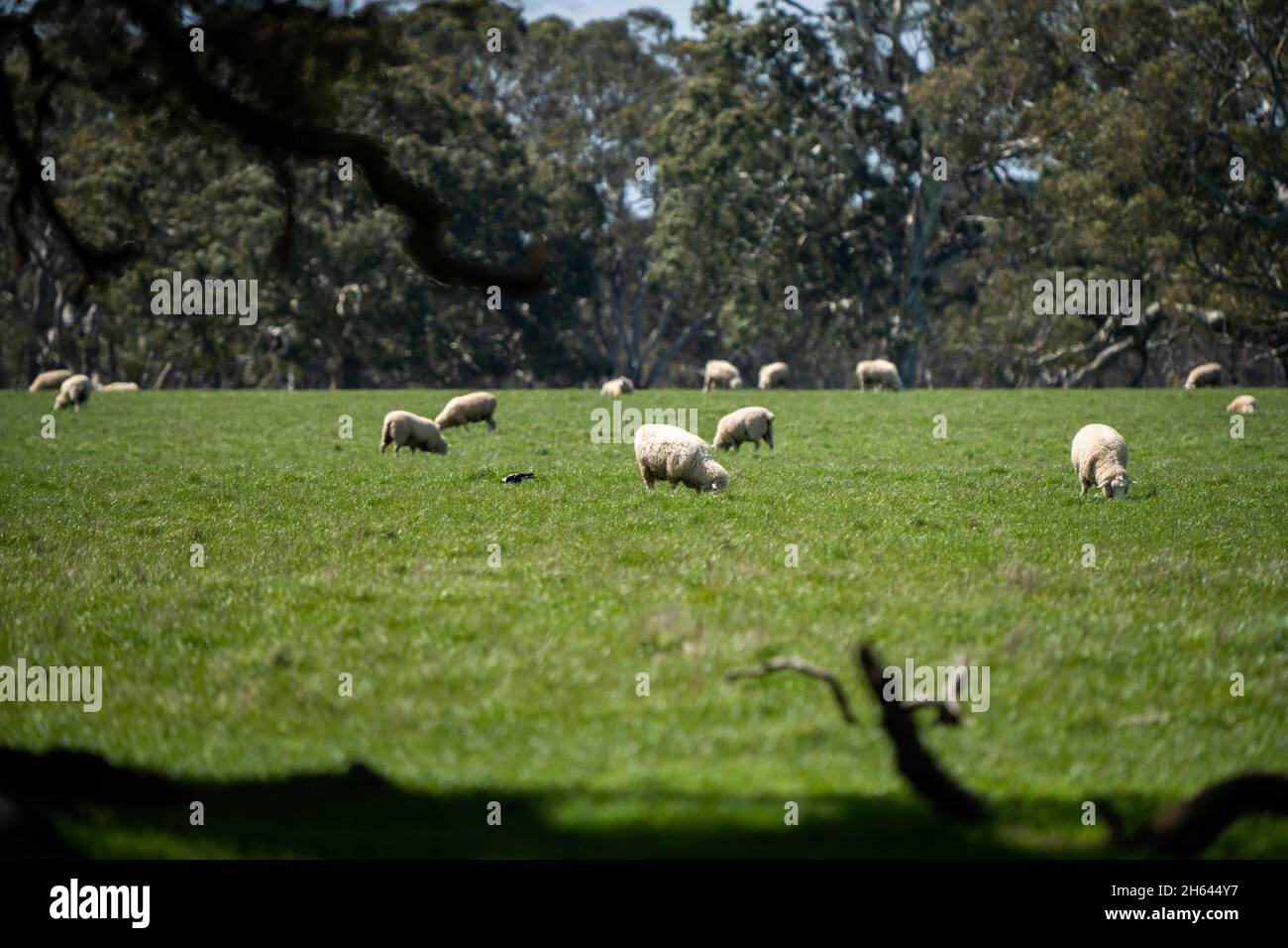 Merino lambs australia hi-res stock photography and images - Alamy