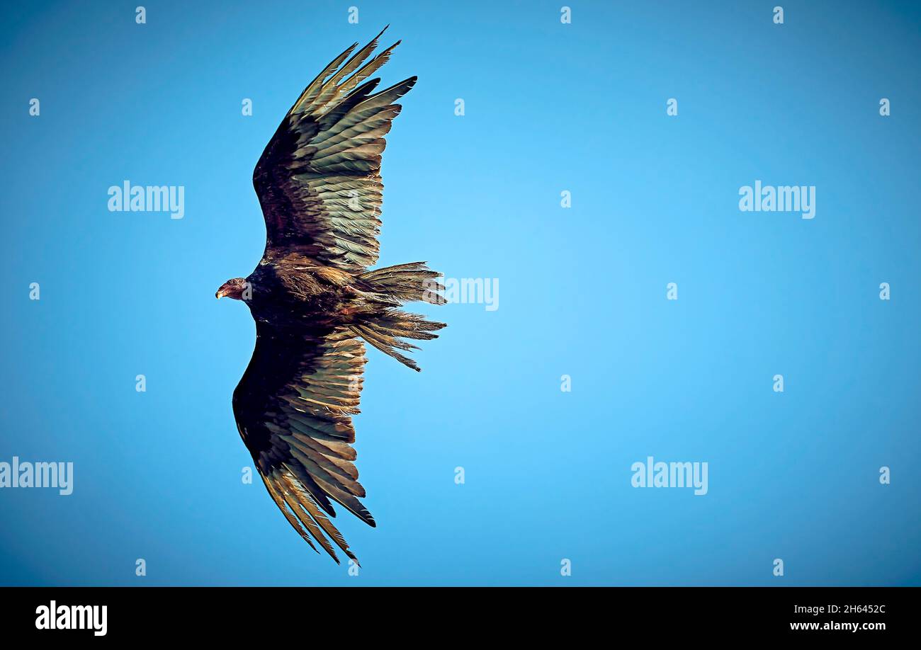 egret pelican sea blue bird nature Stock Photo - Alamy