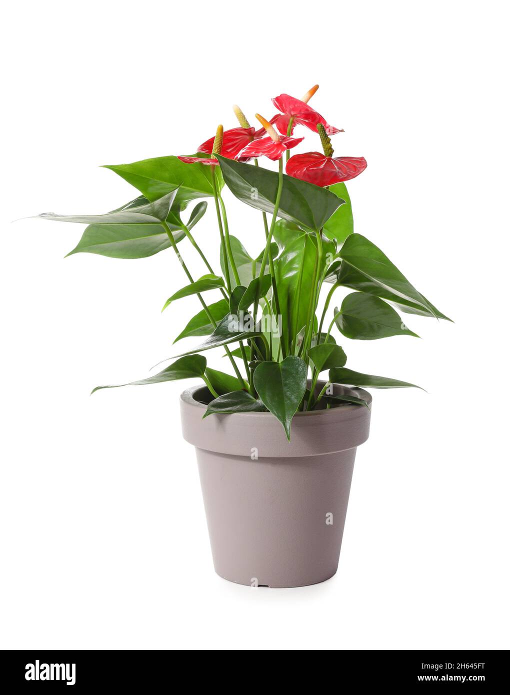 Anthurium flower in pot on white background Stock Photo - Alamy