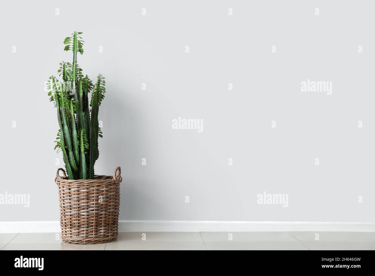Cactus in wicker basket hi-res stock photography and images - Alamy