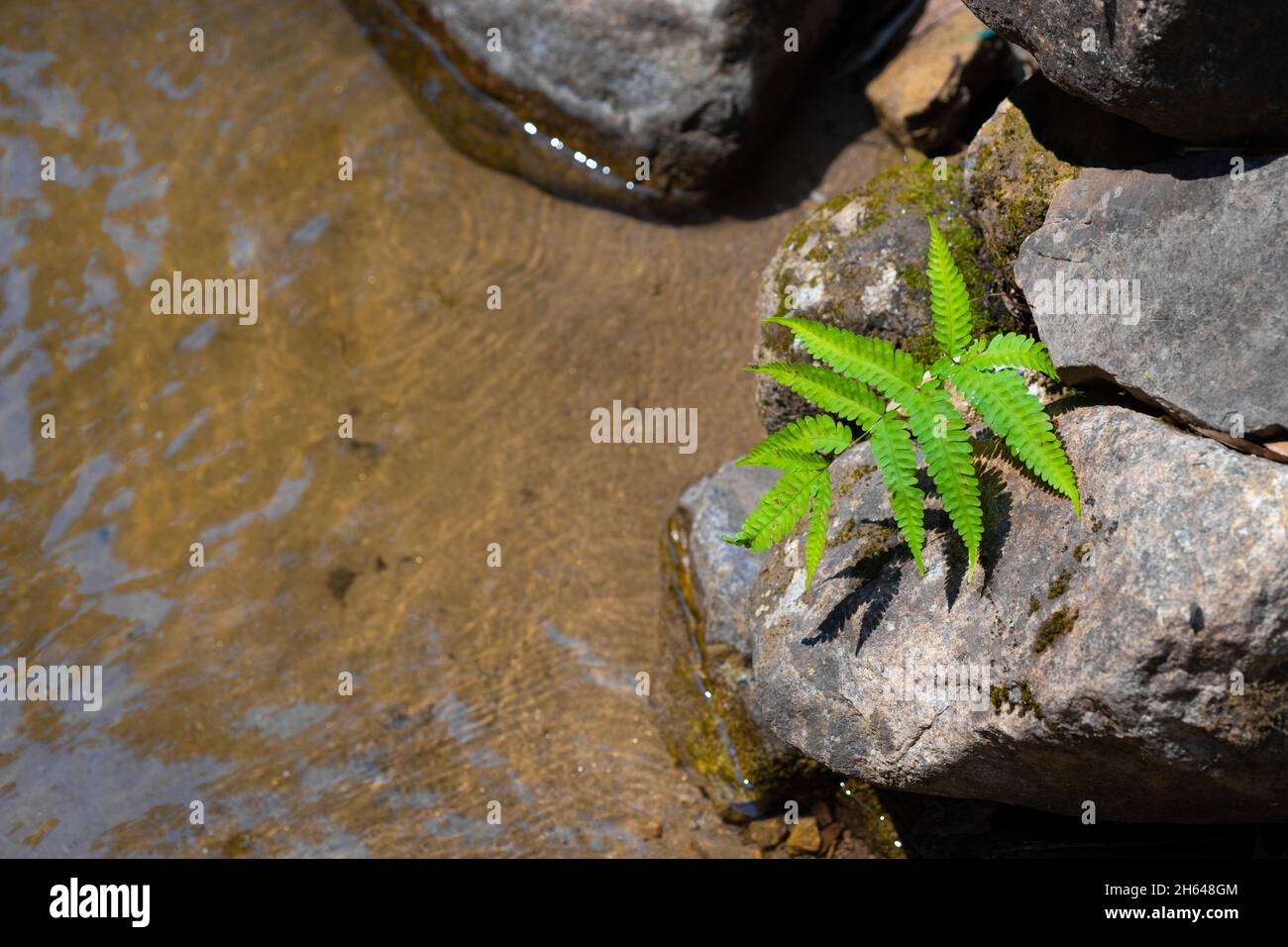Little green plant fern grow on the rocks at the waterfall river in ...