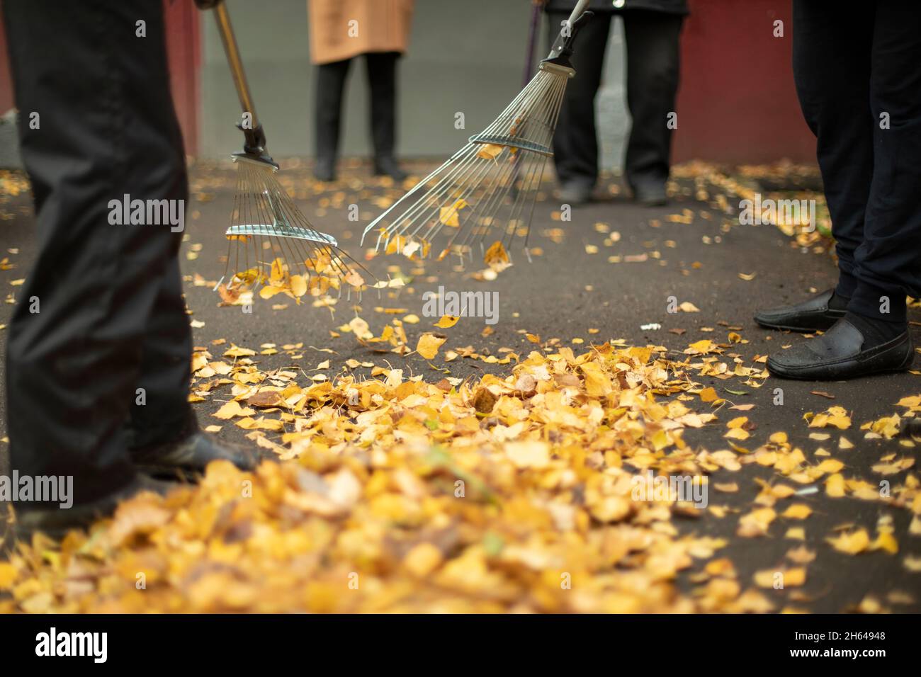 Collecting leaves with a rake. Cleaning yellow foliage outside ...