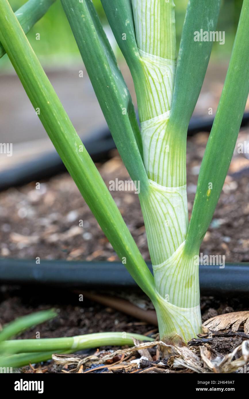 Onion stalk hi-res stock photography and images - Alamy