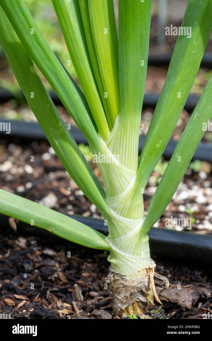 Onion stalk hi-res stock photography and images - Alamy