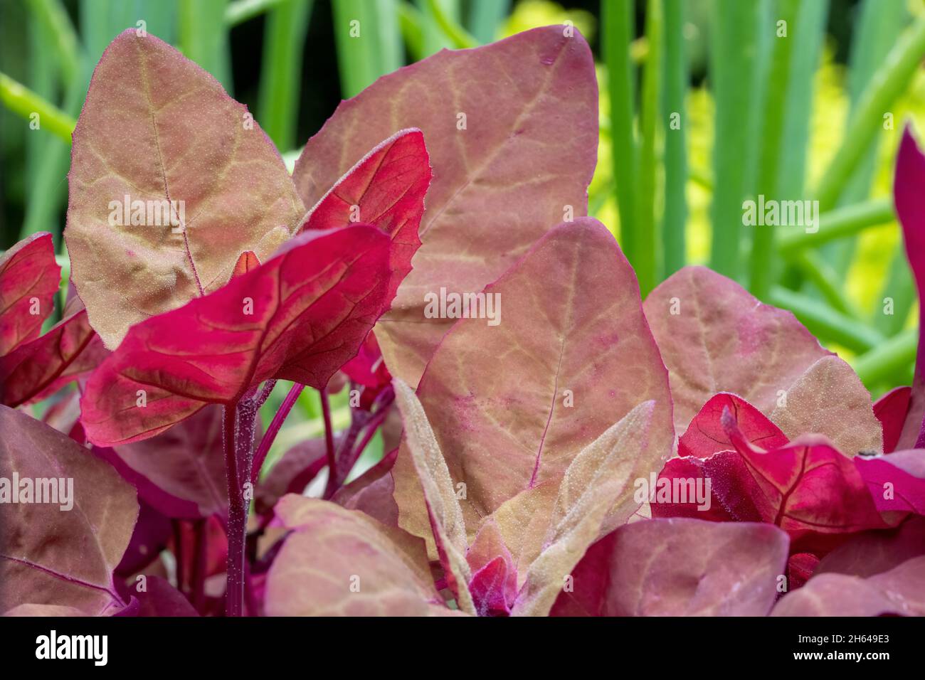 Spinach plants hi-res stock photography and images - Alamy