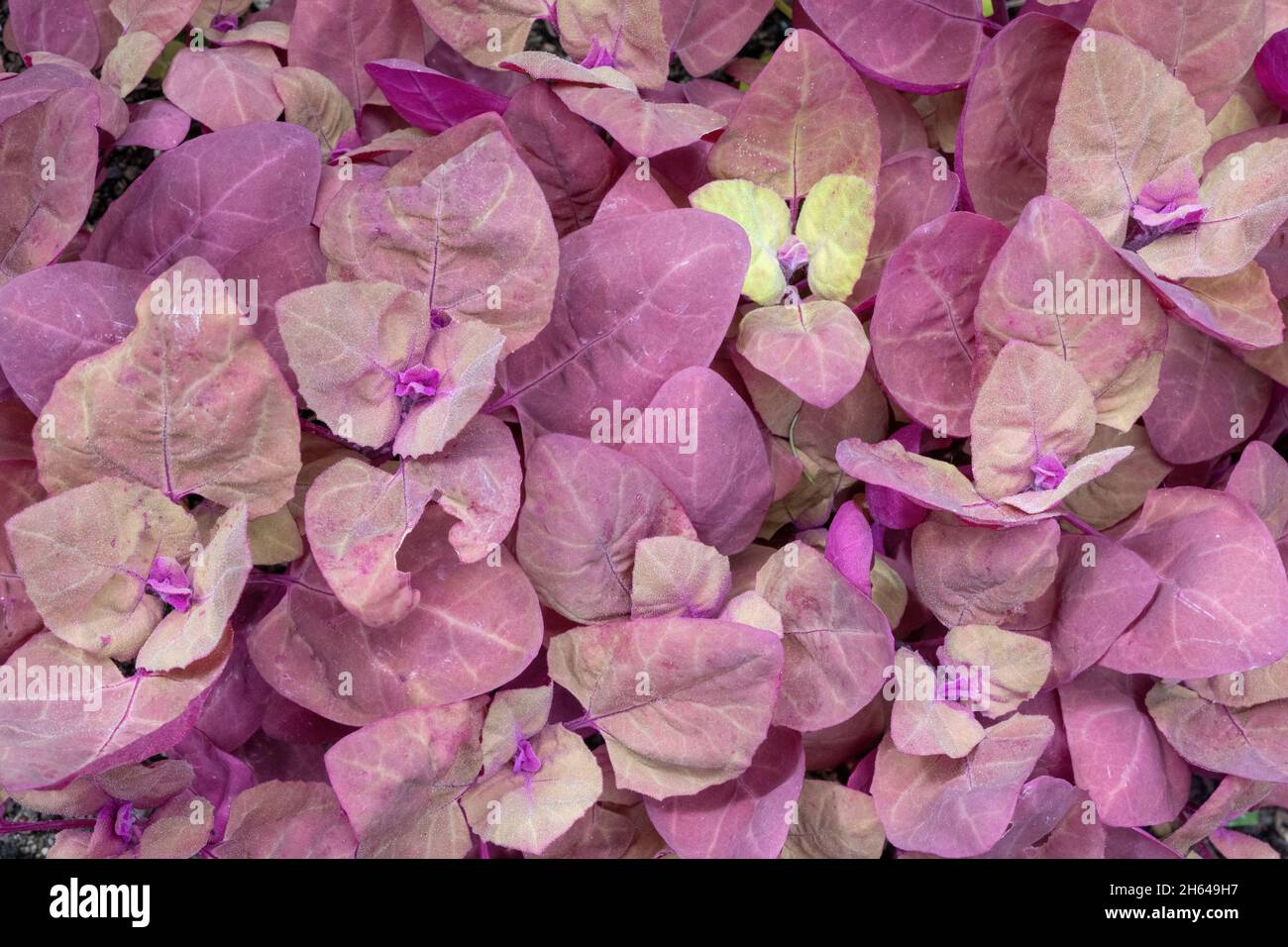Issaquah, Washington, USA. Red Orach or Purple Mountain Spinach plants ...