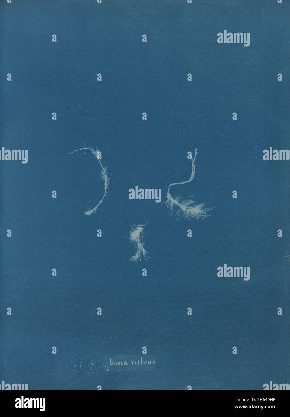 Jania rubens hi-res stock photography and images - Alamy