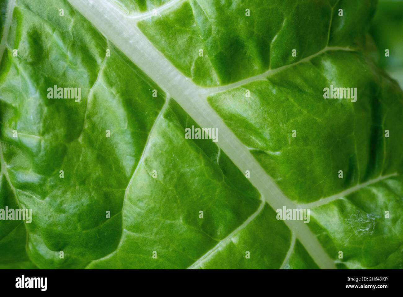 Fordhook Giant Swiss Chard High Resolution Stock Photography and Images ...