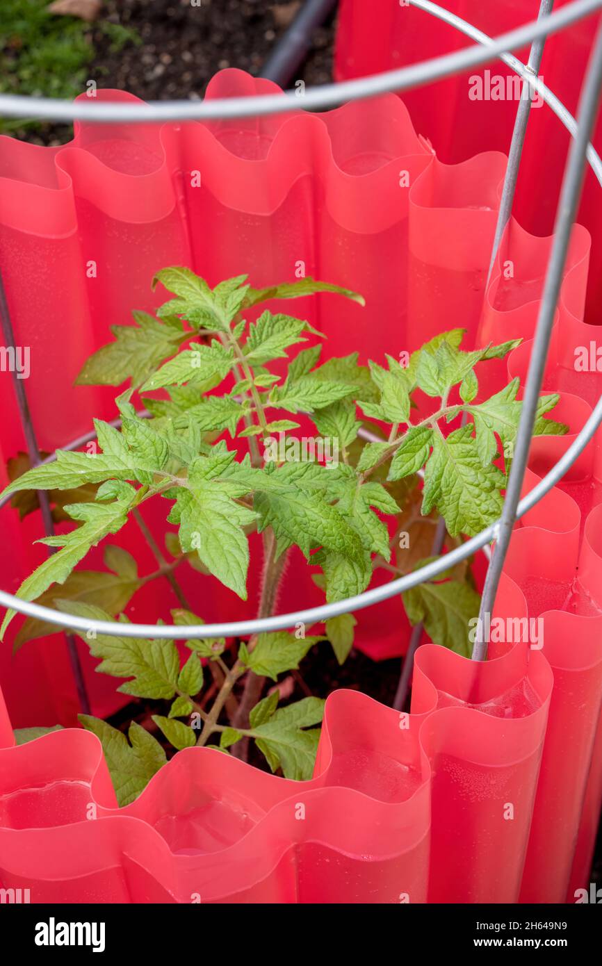 Issaquah, Washington, USA. Insulating plant protector around tomato ...