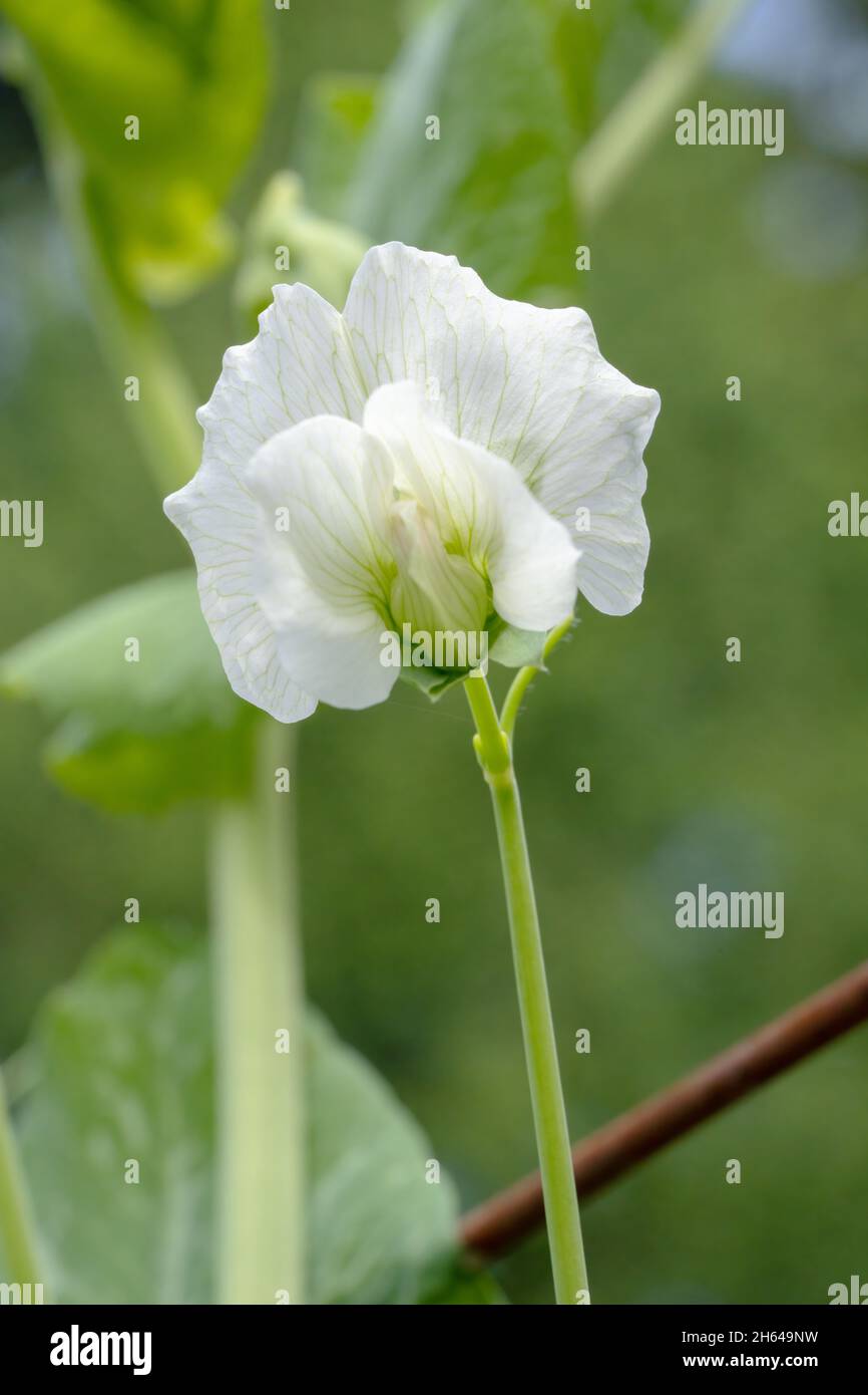 Sugar snap pea flower hi-res stock photography and images - Alamy