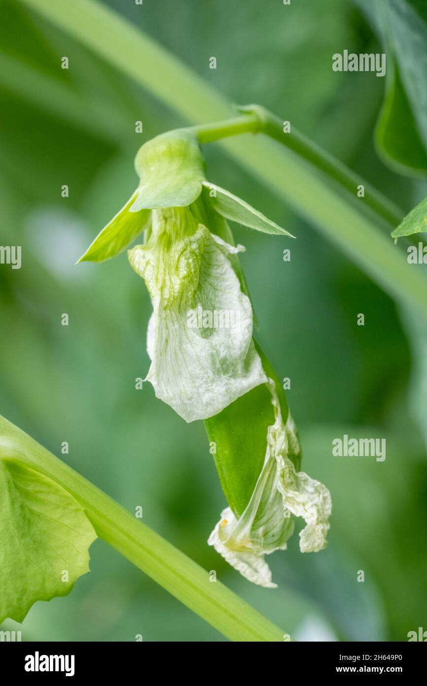 Issaquah, Washington, USA. Close-up of a Sugar Snap Pea plant with pea ...