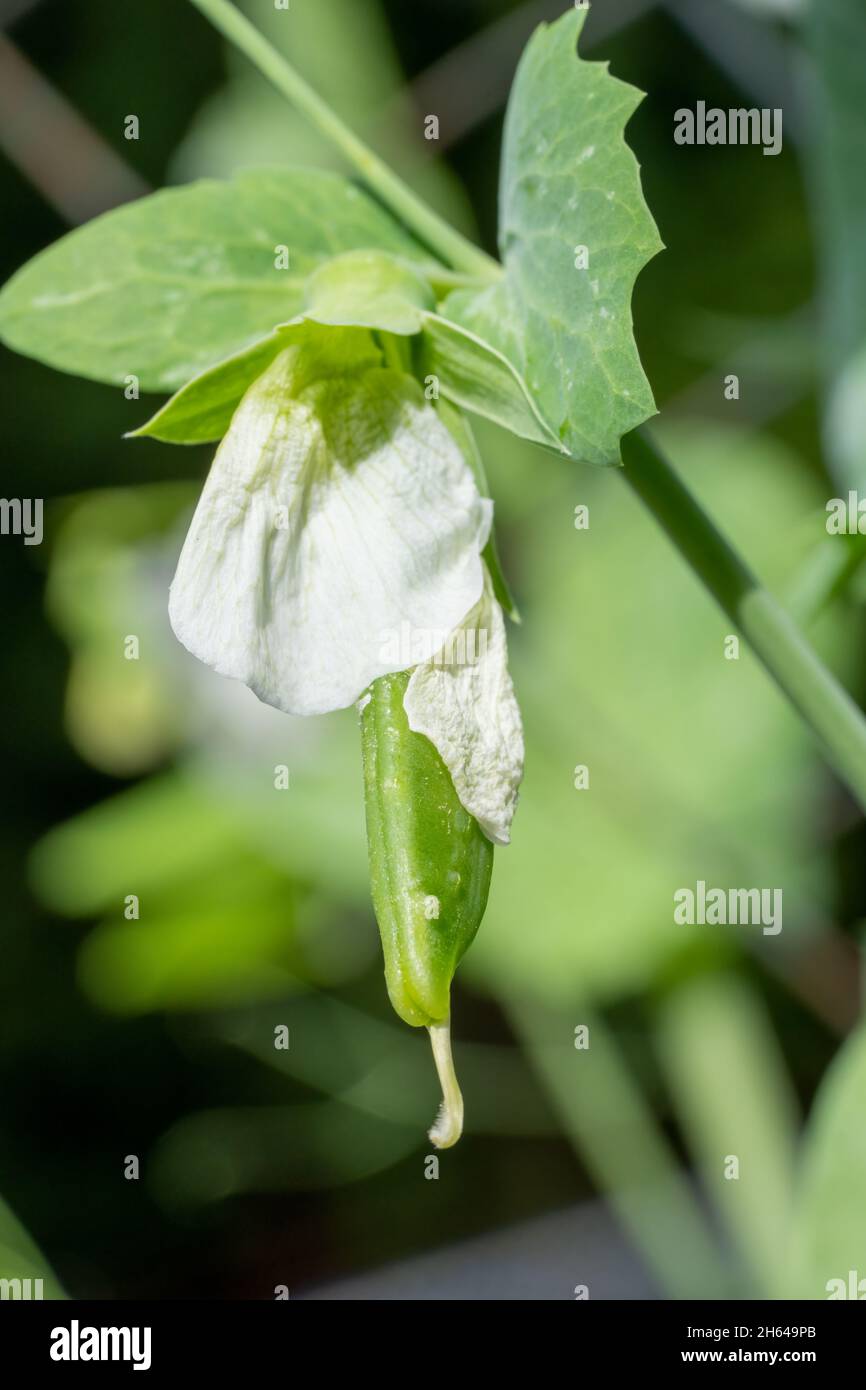 Issaquah, Washington, USA. Close-up of a Sugar Snap Pea plant with pea ...