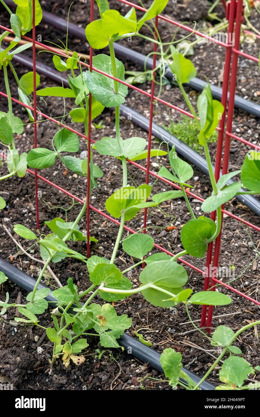 Issaquah, Washington, USA. Sugar Snap Pea plants growing up a metal ...
