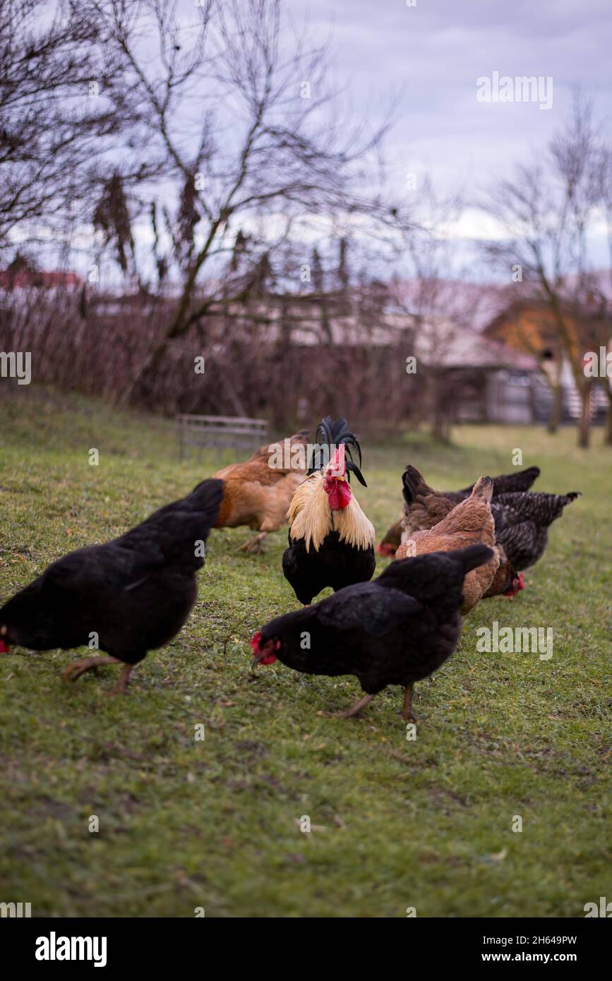 Flock of free-range chickens foraging on grasses on a farm Stock Photo ...