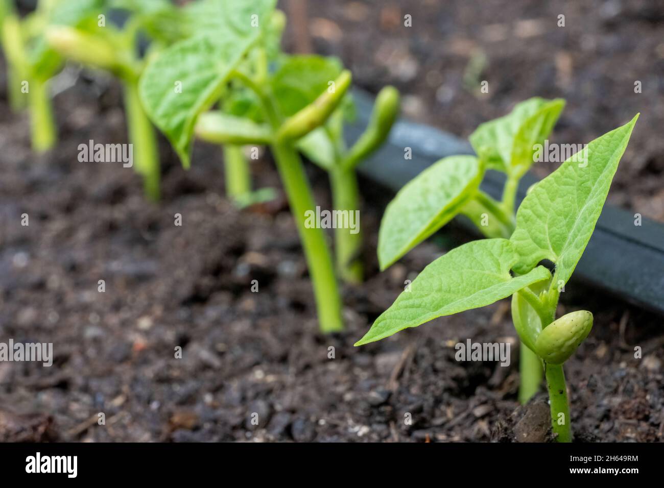 Issaquah, Washington, USA. Malibu pole bean plants grown from seed ...