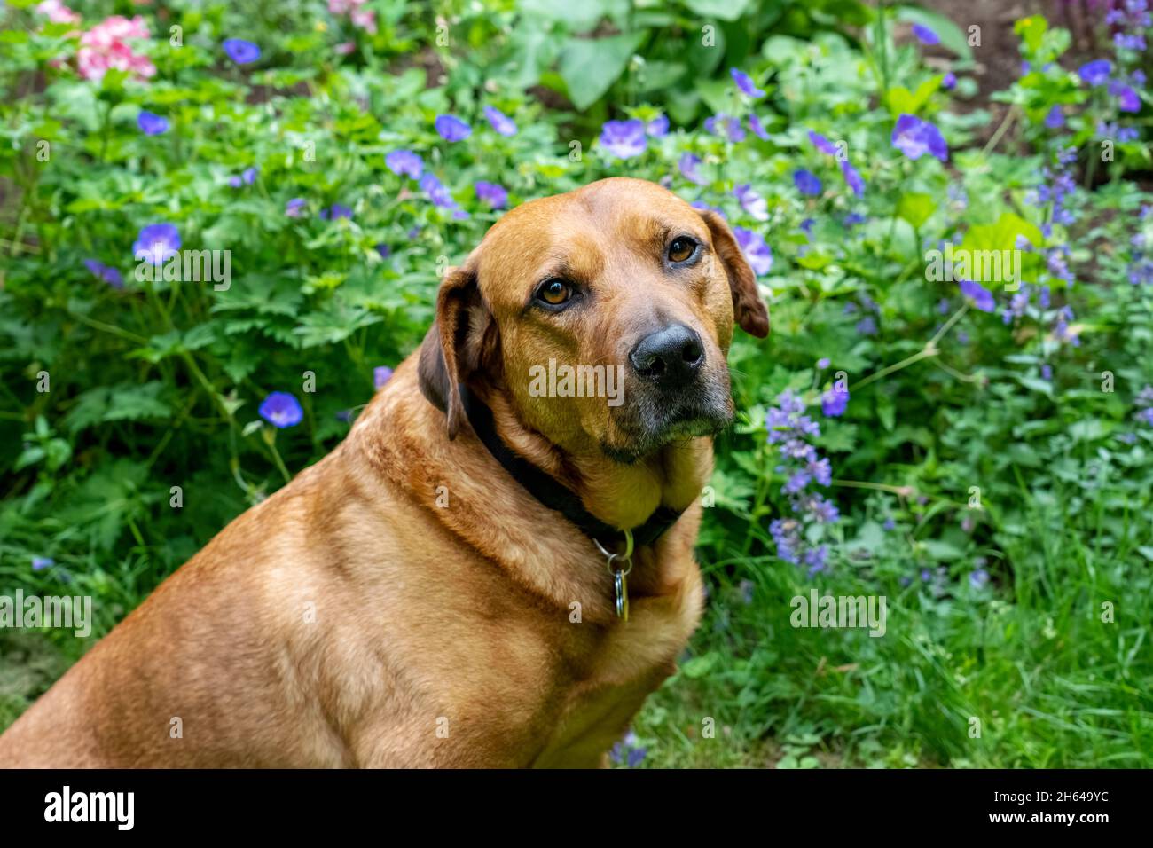 Foxred lab hi-res stock photography and images - Alamy