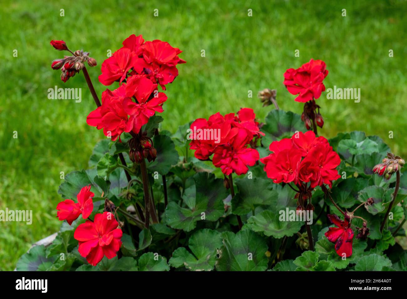 Red geranium flowers hi-res stock photography and images - Alamy