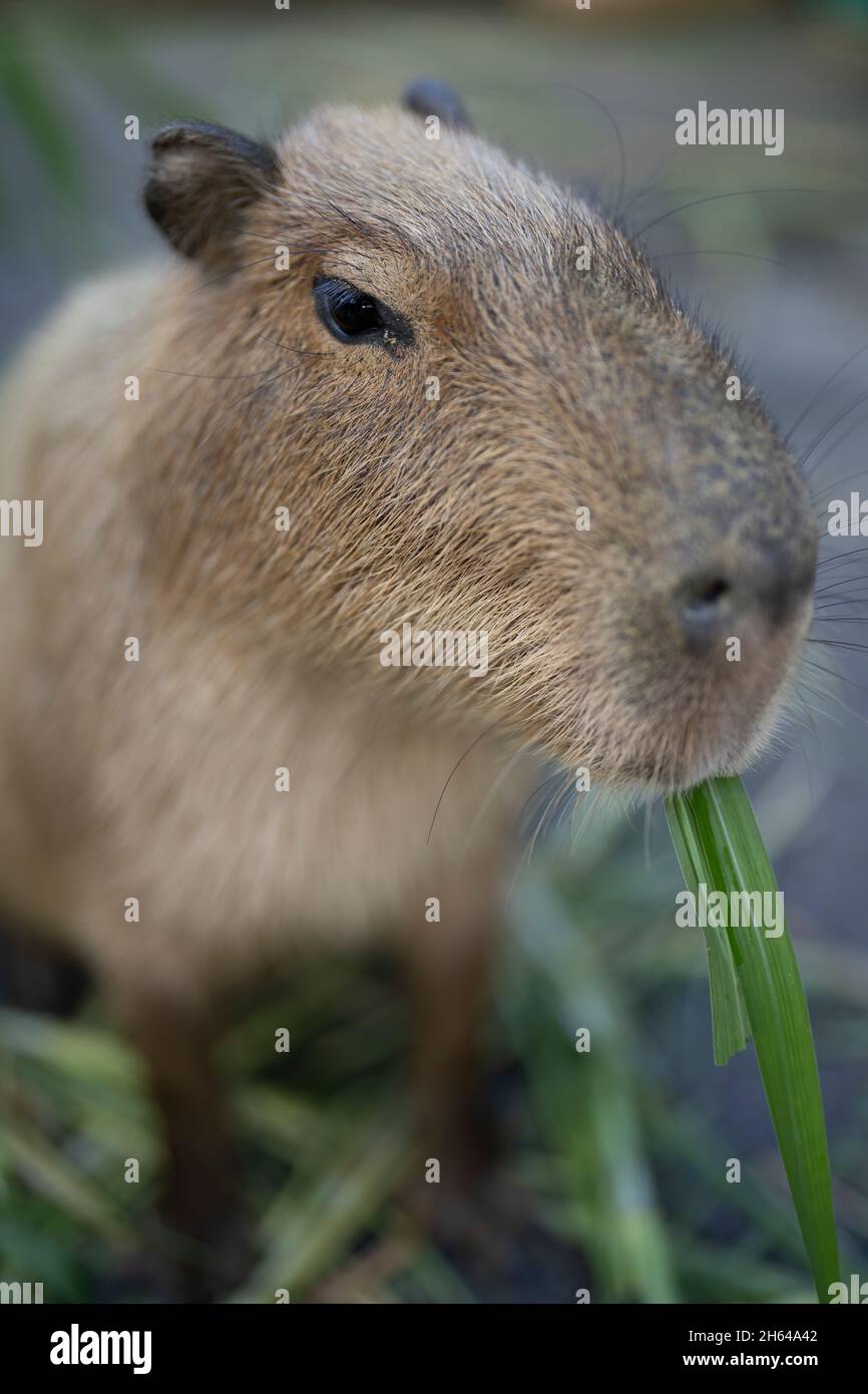 Capybara, Neo Park, Nago City, Okinawa Stock Photo - Alamy